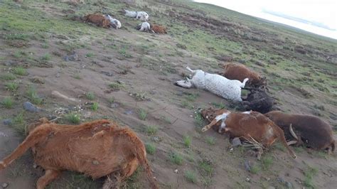 Дорноговь аймагт үерийн улмаас үүссэн хохирлын хэмжээг тогтооно