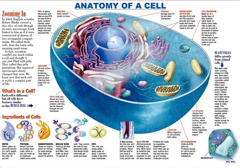 Cell Structure And Function Biology Pinterest Cell Structure Sexiezpix Web Porn