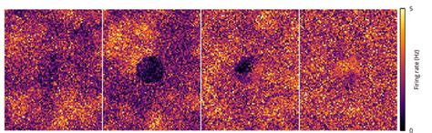 Firing Rates Of The Excitatory Population At Different Stages Of The