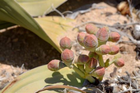 Gnetophyta Example Ginkgophyta Characteristics