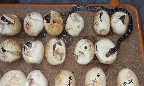 Eggs From Rescued Pythons Artificially Hatched In Odisha
