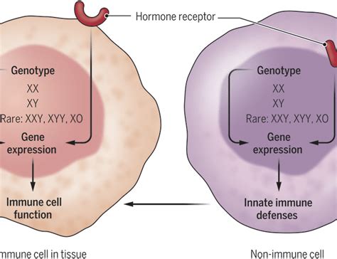 Sex Differences In Tissue Specific Immunity And Immunology Science