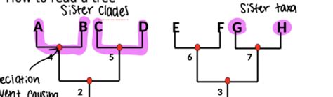 Cumulative Review Flashcards Quizlet