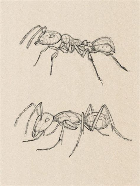 How To Draw Ants Step By Step Drawing Guide By Neekonoir Artofit