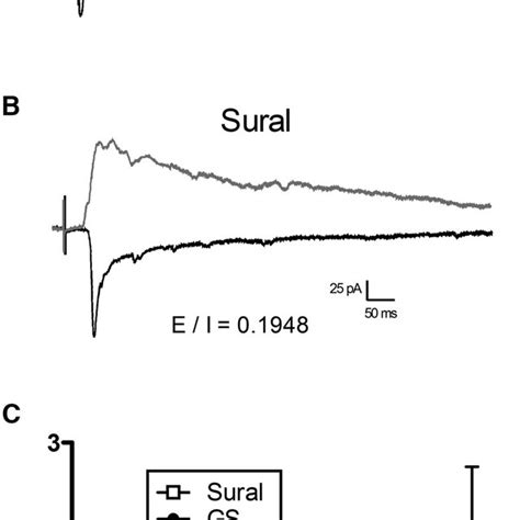 Ratio Of Feedforward Excitation To Inhibition Onto Ascending Spinal