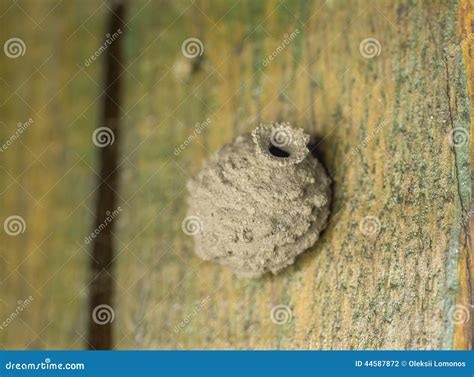 Insect Nestweb In Tree Seen On Moralana Scenic Drive Flinders` Ranges