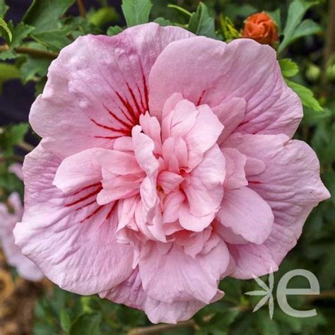 Hibiscus Syriacus Pink Chiffon ® Ctr 6l