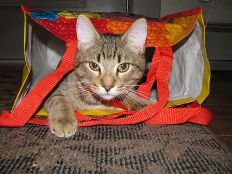 무료 이미지 귀엽다 모피 빨간 고양이 새끼 고양이 같은 태비 장난이 심하다 줄무늬가있는 구레나룻 척골가 있는 하인 홀딱 반할 만한 귀여운 고양이