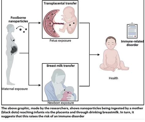 Chemical Additives In Processed Food Cross The Placenta Damage Babies