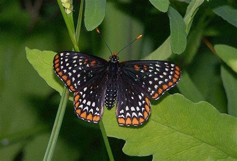 Baltimore Checkerspot Butterfly Euphydryas Phaeton Nature Animals