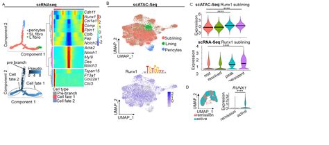 Runx1 Is A Key Transcription Factor That Drives Synovial Fibroblast