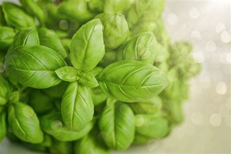 Types Of Basil 20 Basil Varieties And Their Use