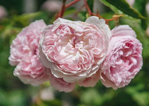 David Austin Rosa Silas Marner | Rose | Burford Garden Co.