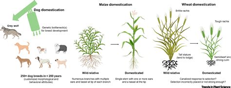 Seeking Crops With Balanced Parts For The Ideal Whole Trends In Plant Science