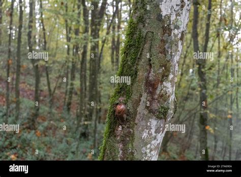 Forest Tree Trunks Covered With Moss Stock Photo Alamy
