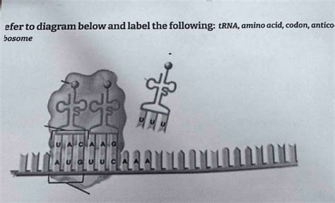Efer To Diagram Below And Label The Following Trna Amino Acid Codon Antico Bosome 3 Biology