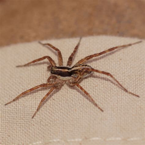 35 Spiders With Striped Legs 60 Pennsylvania Spiders Pictures And Identification Guide Qzeof
