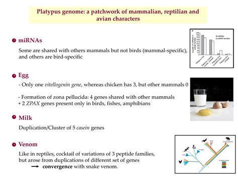 Ppt Sex Chromosome Evolution In Vertebrates Powerpoint Presentation