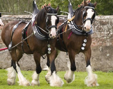 Clydesdale Horses Colorado At Mary Bevis Blog