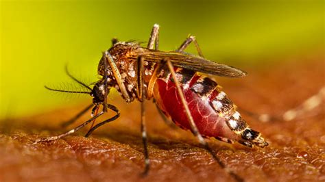 Estos Son Los Tres Jabones De Manos Que Más Atraen A Los Mosquitos El