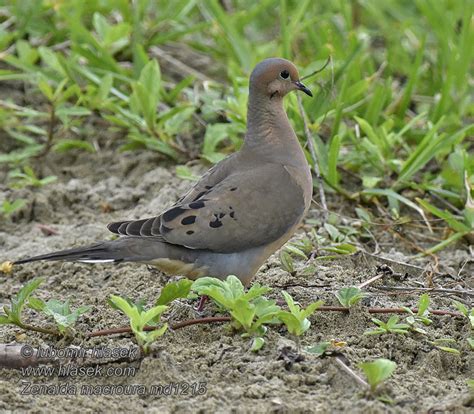 Sørgedue Mourning Dove Zenaida Huilota Zenaida Macroura