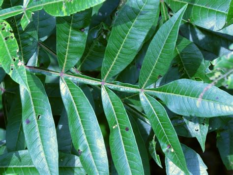 Joy S Toothed Compound Tree Leaf Finder Joy S Toothed Compound Tree Leaf Finder