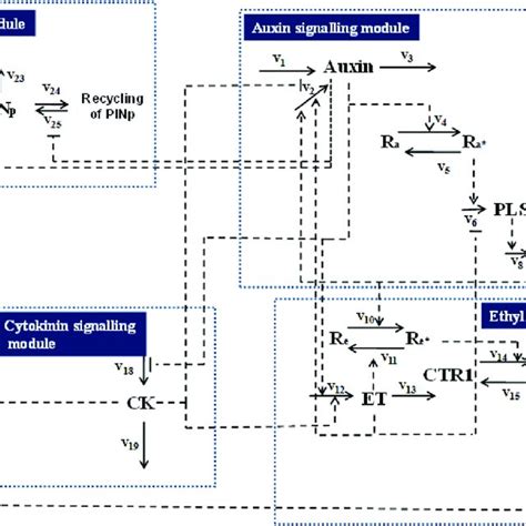 Hormonal Crosstalk Network Of Auxin Cytokinin And Ethylene For