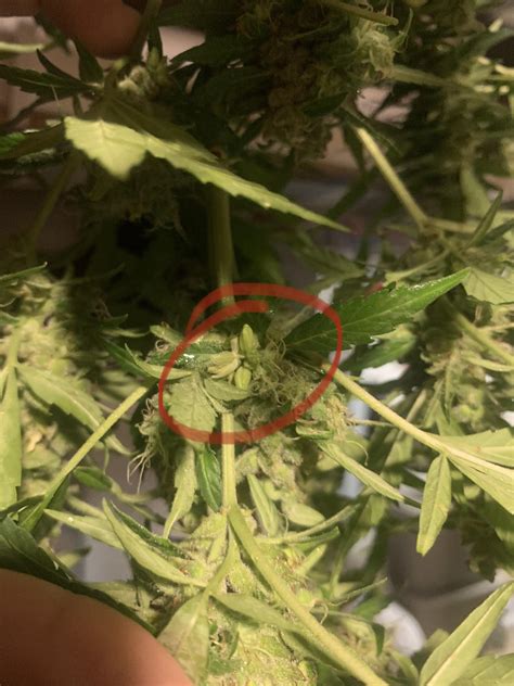 Hey Auto Community Ive Never Had One Of My Autos Go Transgender On Me And Is Now Full Of Seeds