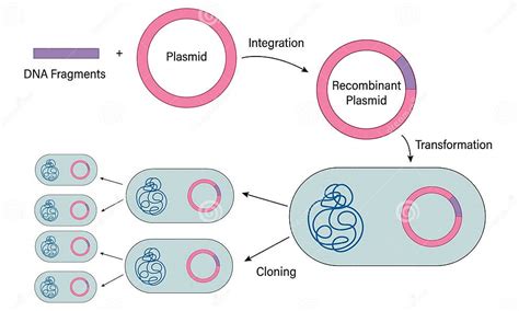 Illustration Of Recombinant Dna Technology On White Background Demonstrating Genetic Engineering
