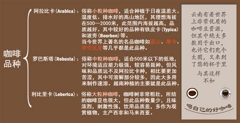 咖啡豆品种树状图 咖啡豆品种图 咖啡豆品种 第2页 大山谷图库