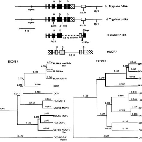 Identification Of Active Tryptase In Mouse Tissues Tryptase Enzyme
