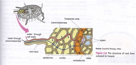 Plant Endodermis