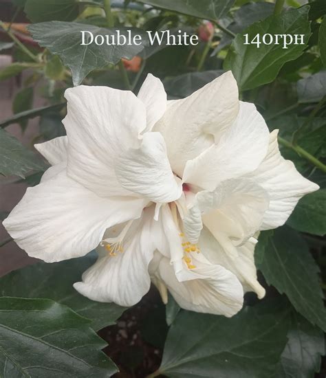 Квітковий рай в Україні крамниця квітів Home