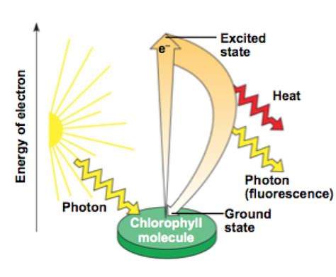 77 Photosystems Capture Solar Energy Flashcards Quizlet