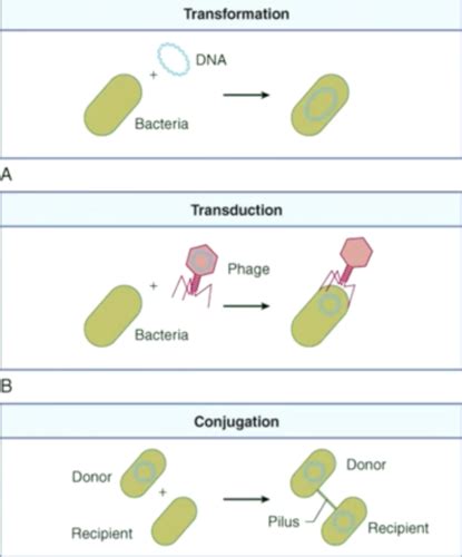 Dna Replication And Gene Expression Flashcards Quizlet