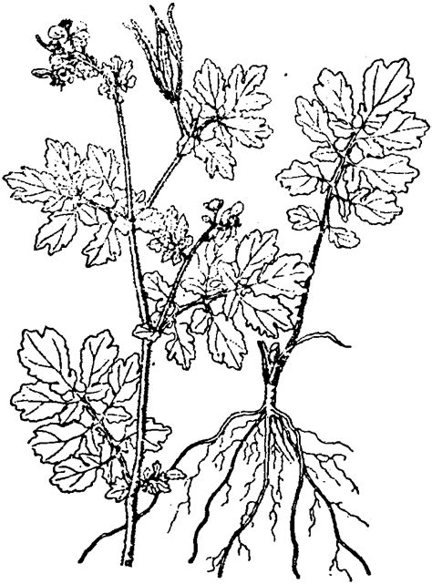 白屈菜 中药学 医学