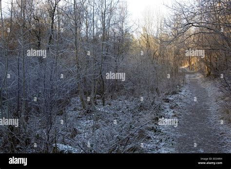 Heavily Frosted Trees In Grass Wood Grassington In The Yorkshire Dales