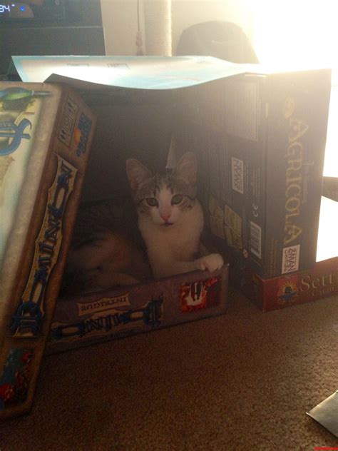 Nerd Kitten Cute Cats Hq Pictures Of Cute Cats And Kittens Free