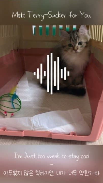 울 아가 요미 ️ Youtube