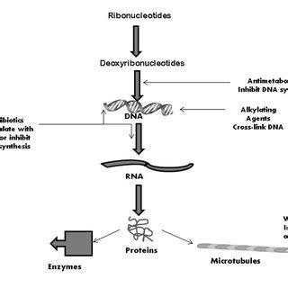 1 A Schematic Diagram Of A HPLC Instrument HPLC Instruments Consist Of Download Scientific