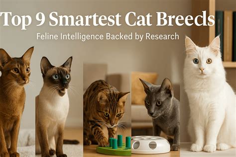 Top 9 Smartest Cat Breeds Backed By Science Discover The Feline