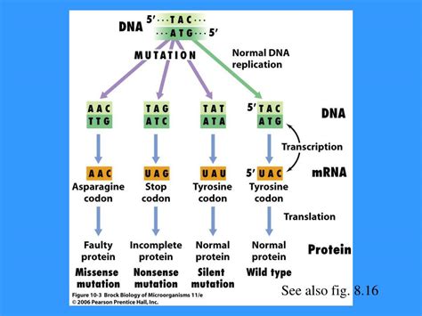 Ppt Transcription Translation Mutation Powerpoint Presentation