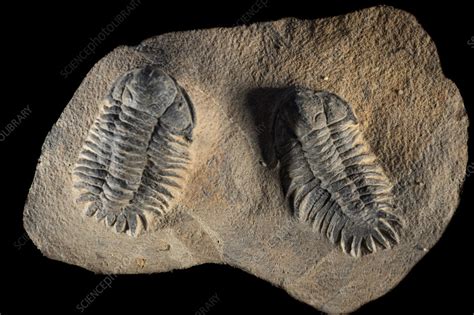 Trilobite Fossil Stock Image C060 4897 Science Photo Library