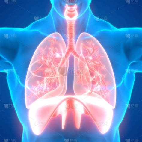 人类呼吸系统隆起解剖。3d