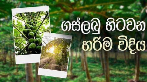 ගස්ලබු හිටවන හරිම විදිය Youtube