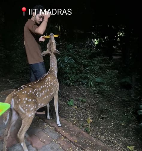 Believe It Or Not Deer Wants A Bite Of Dosa At This Iit Campus