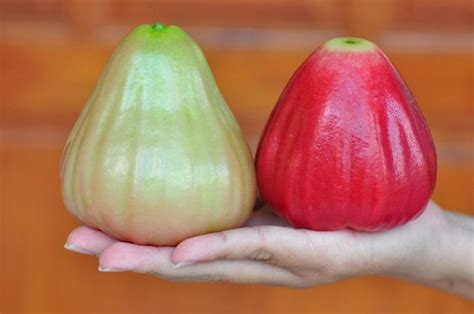 태국 열대과일 촘푸