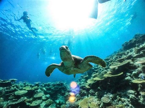 이리오모테섬 출발 바라스섬 스노클링 비치 스노클링 1일 투어 예약 사진 데이터 무료 장비 대여 오키나와 Kkday