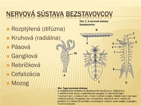 Ppt Fylogenéza Nervovej Sústavy Živočíchov Powerpoint Presentation