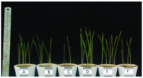 Effects Of Bacterial Inoculation E3 With And Without Cr Stress K 2 Download Scientific